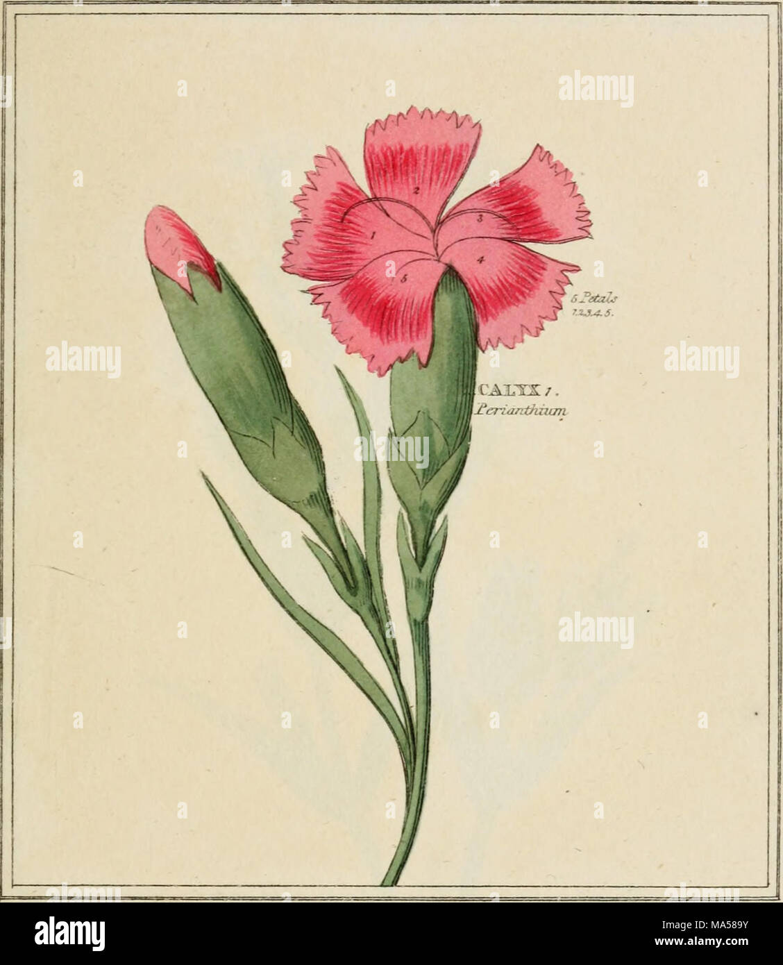 . Elements of the science of botany, as established by Linnaeus; with ...