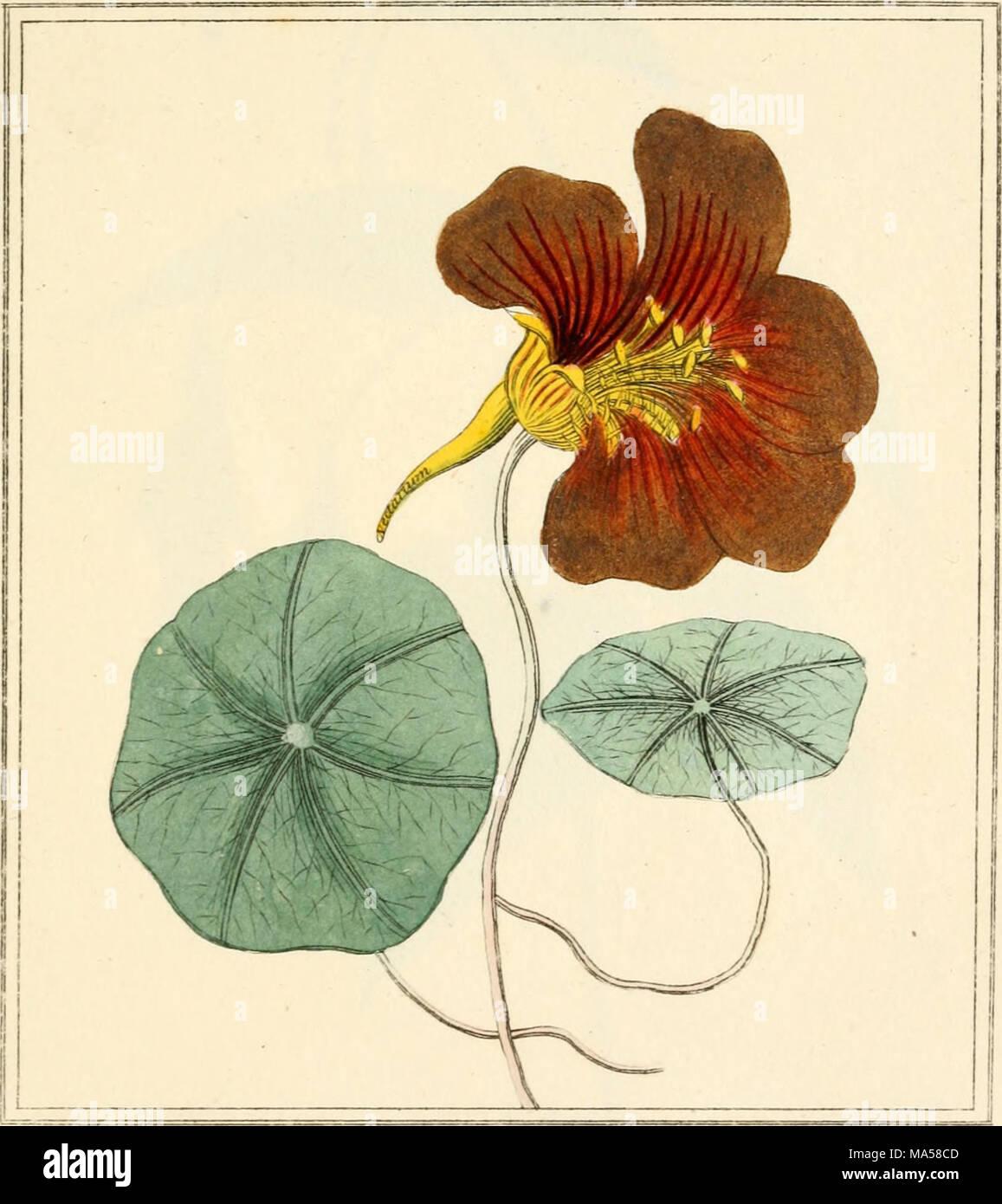 . Elements of the science of botany, as established by Linnaeus; with ...