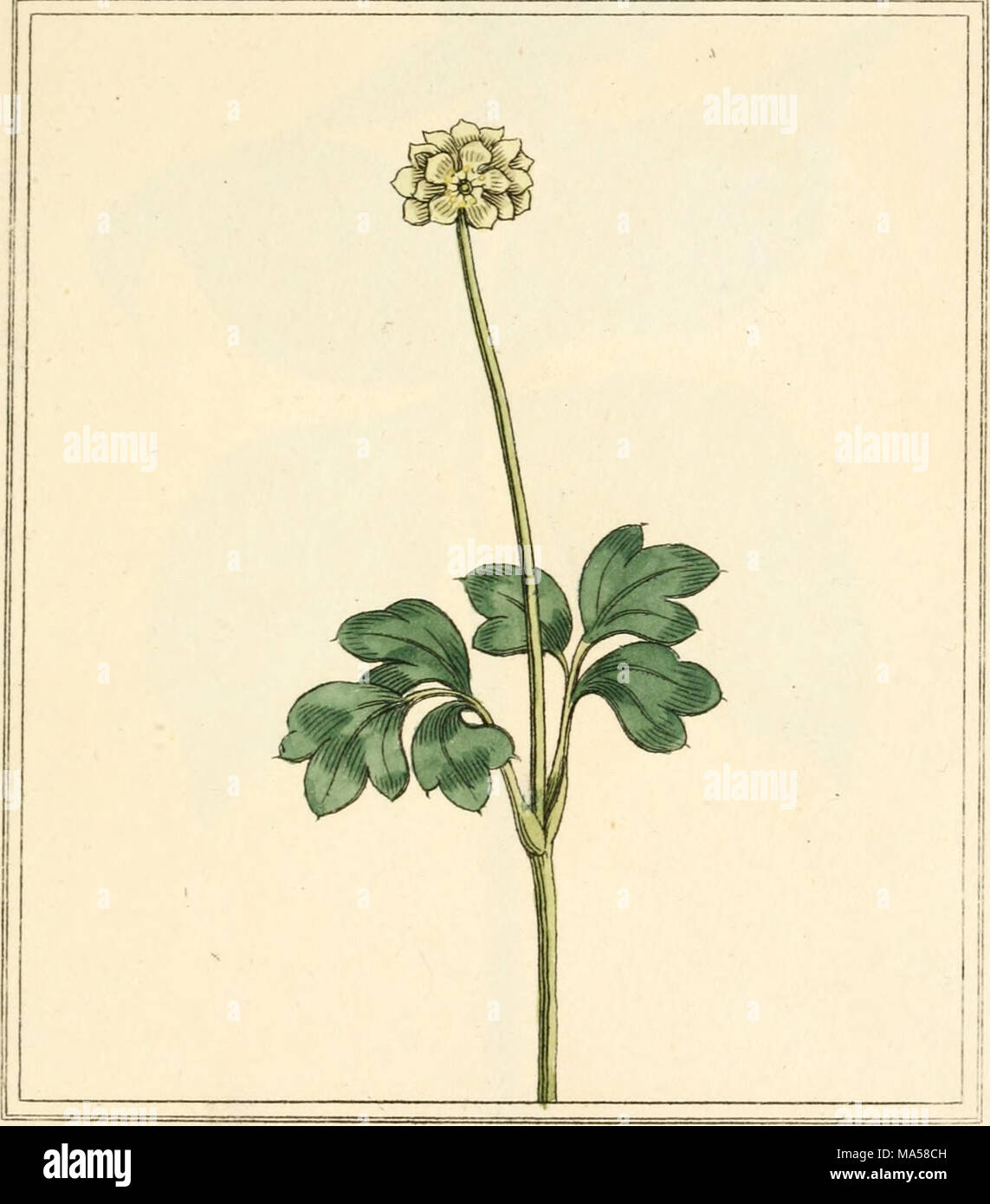 . Elements of the science of botany, as established by Linnaeus; with ...