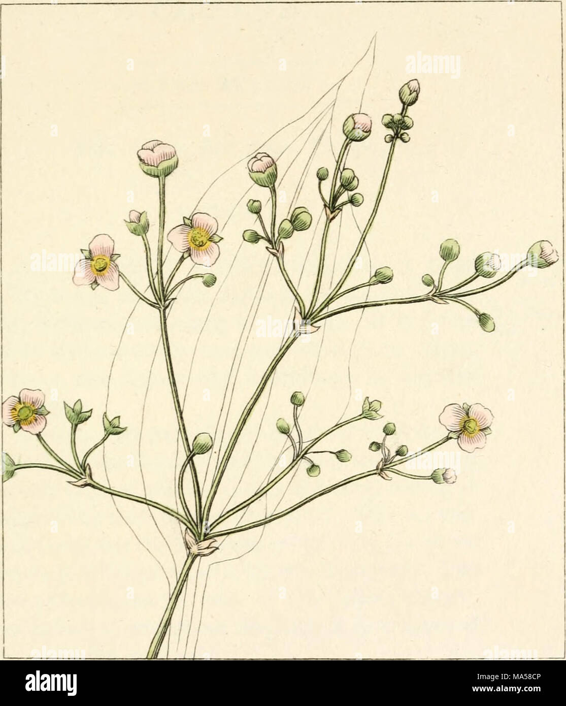 . Elements of the science of botany, as established by Linnaeus; with ...