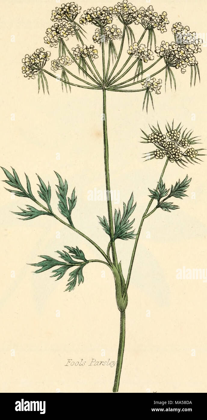 . Elements of the science of botany, as established by Linnaeus; with ...