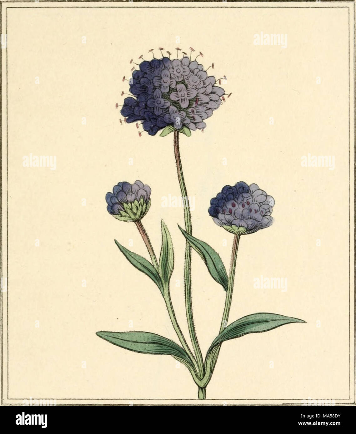 . Elements of the science of botany, as established by Linnaeus; with ...