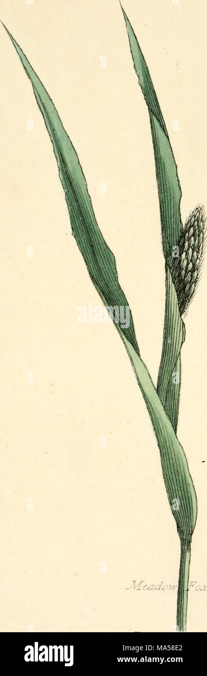 . Elements of the science of botany, as established by Linnaeus; with ...