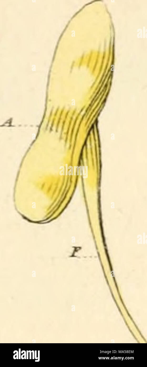 . Elements of the science of botany, as established by Linnaeus; with ...
