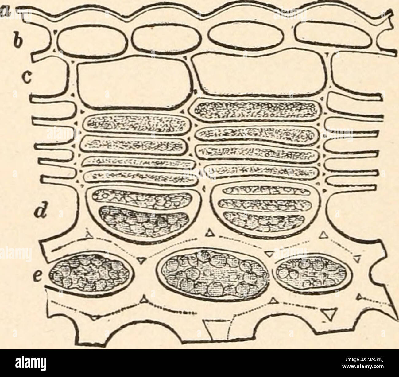 . Elements of plant anatomy Stock Photo - Alamy