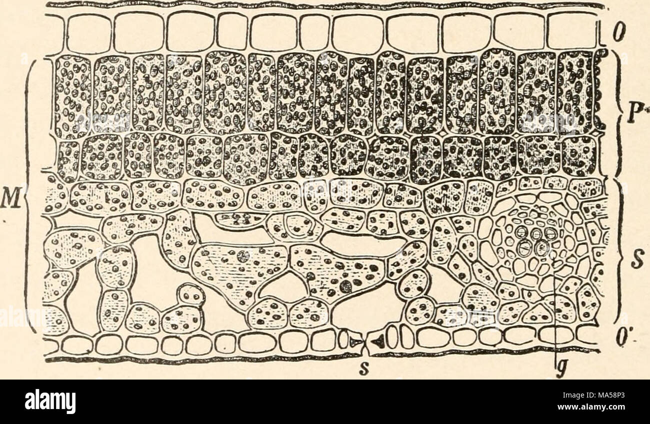 . Elements of plant anatomy Stock Photo - Alamy