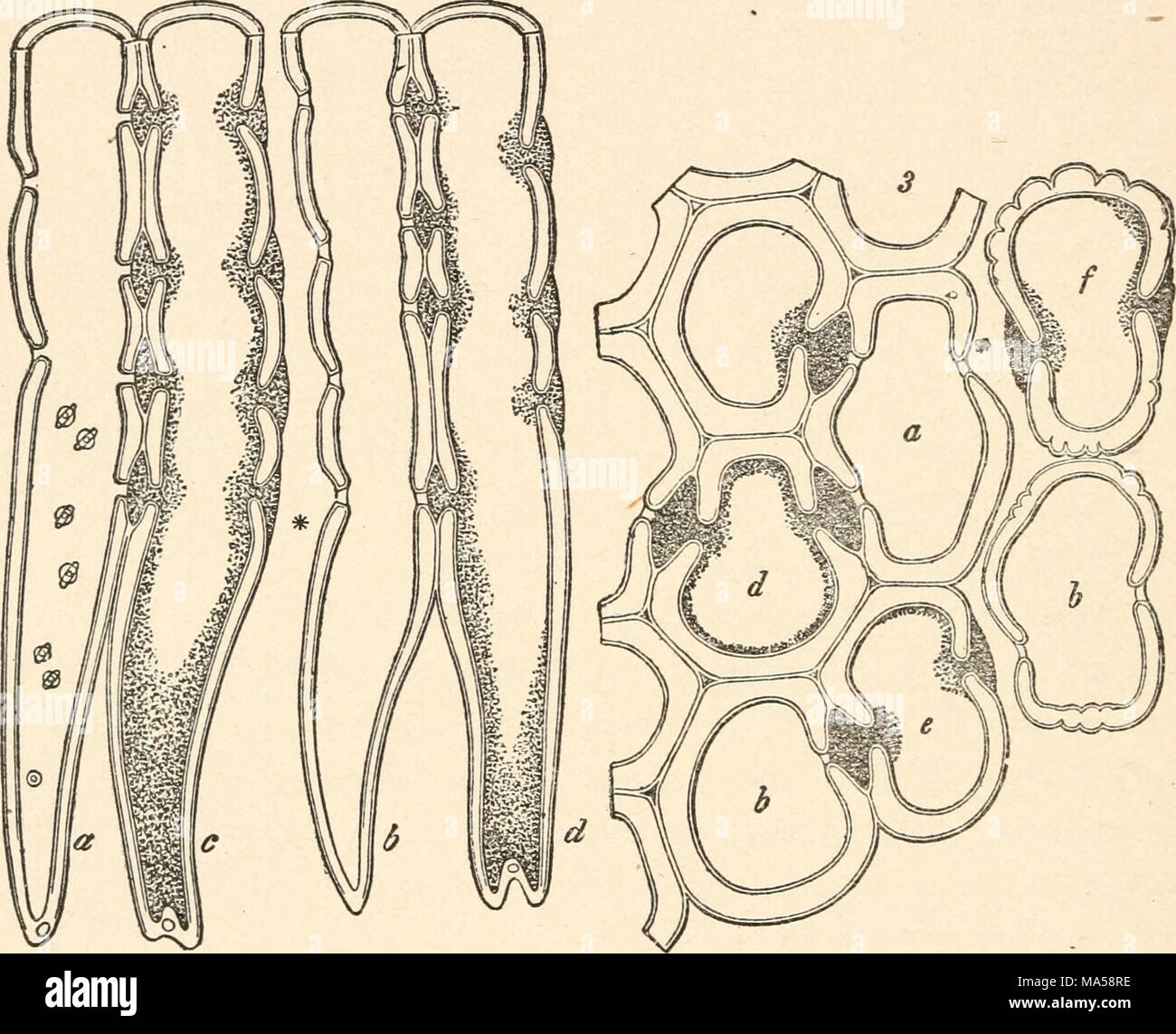 . Elements of plant anatomy Stock Photo - Alamy