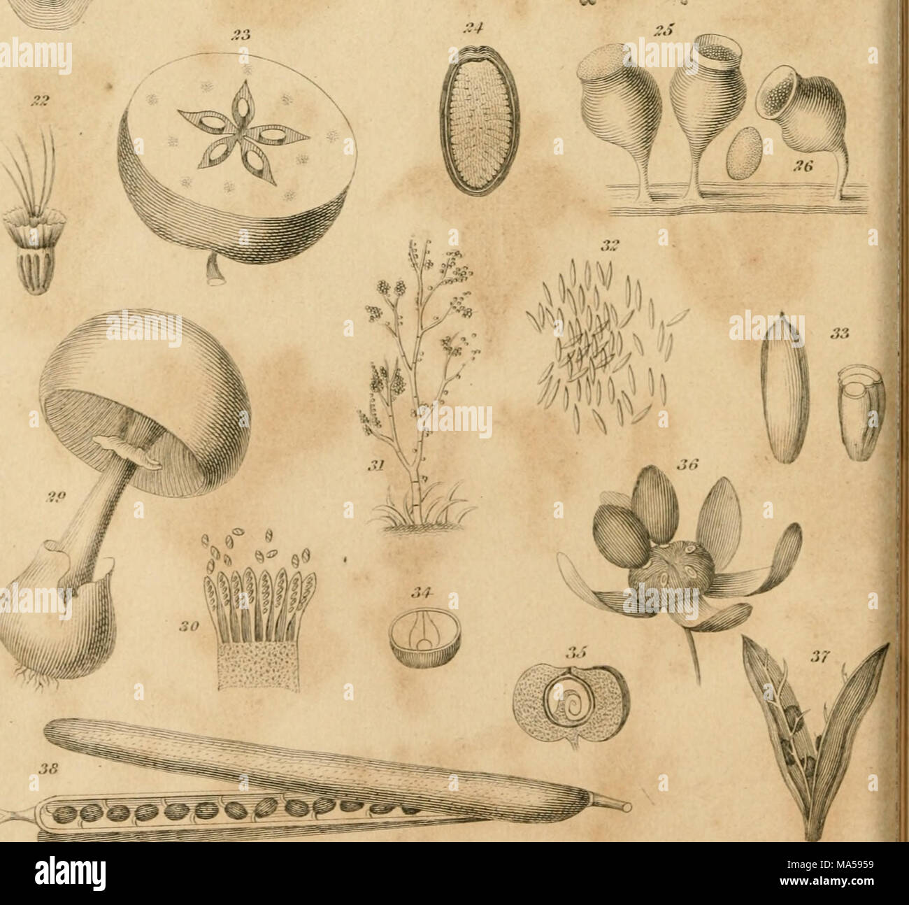 . Elements of the philosophy of plants: containing the principles of ...