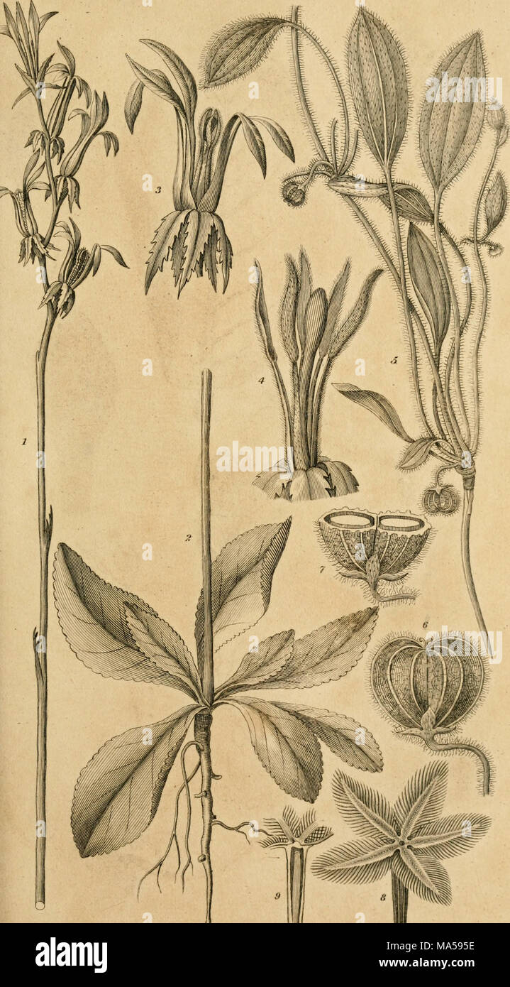 . Elements of the philosophy of plants: containing the principles of ...