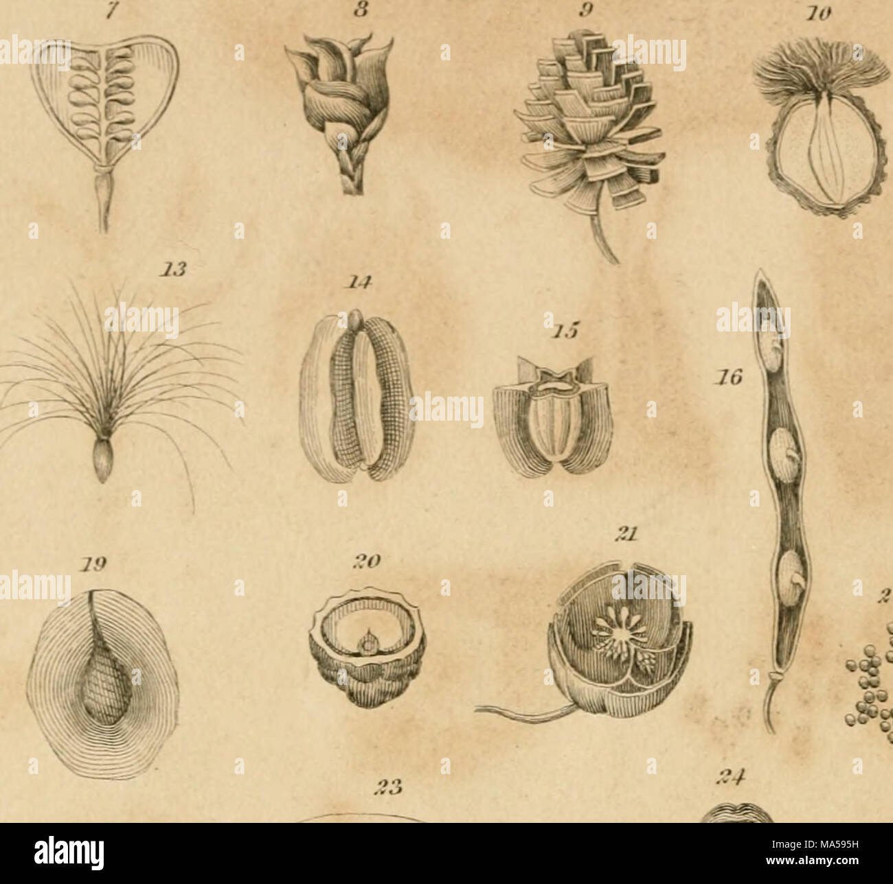 . Elements of the philosophy of plants: containing the principles of ...