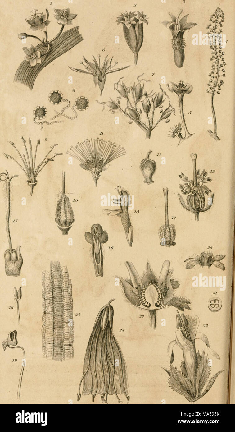 1833 Botany High Resolution Stock Photography and Images - Alamy
