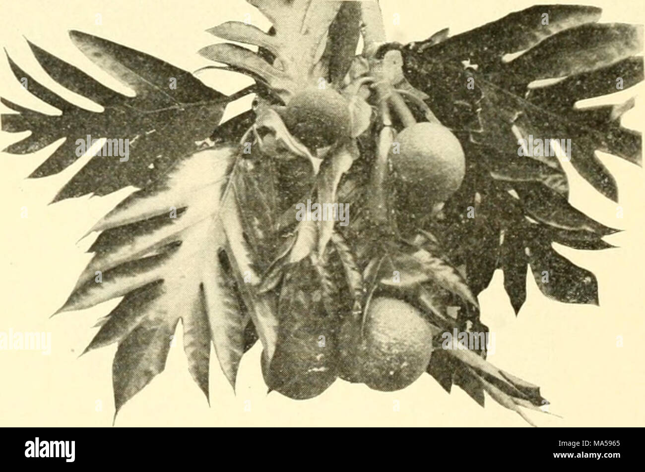 . Elements of Philippine agriculture Stock Photo - Alamy