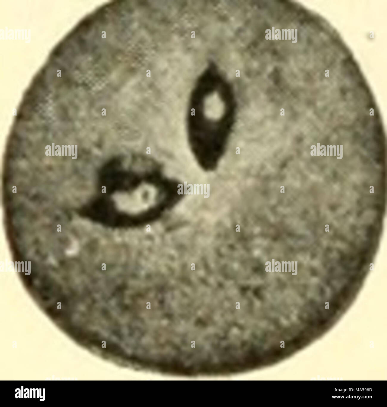 . Elements of Philippine agriculture Stock Photo - Alamy