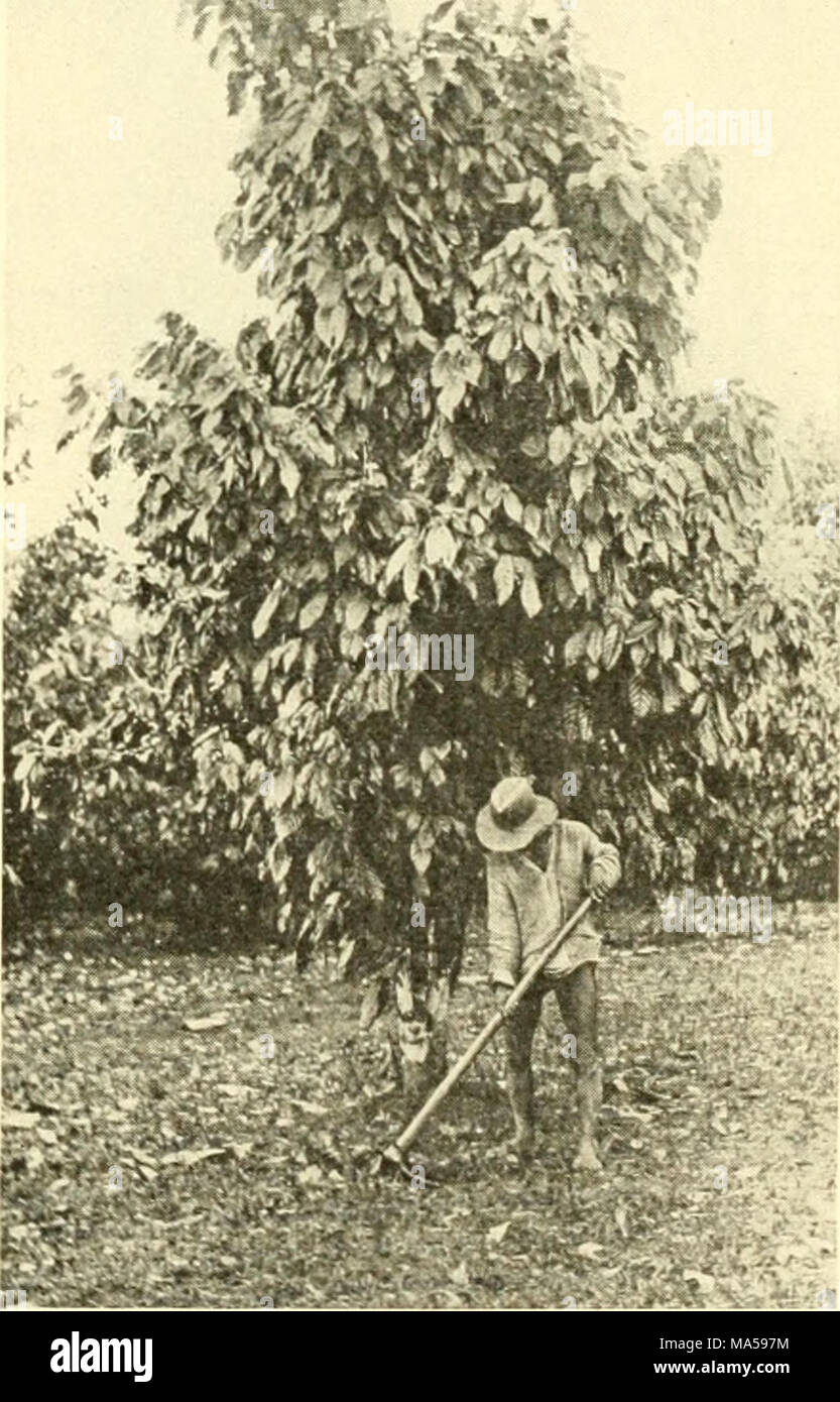 . Elements of Philippine agriculture Stock Photo - Alamy