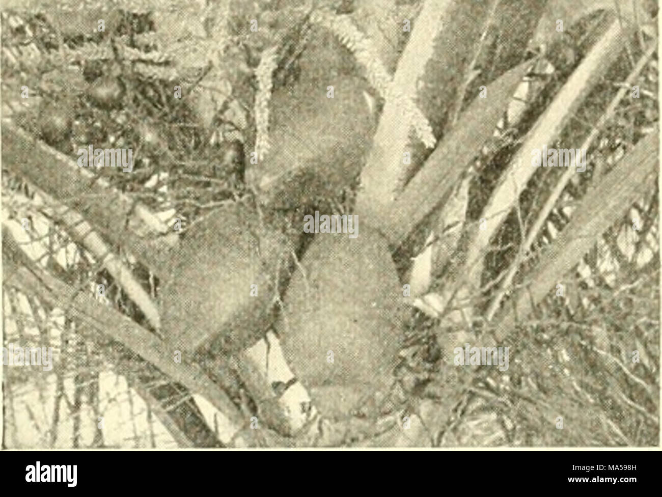 . Elements of Philippine agriculture Stock Photo - Alamy