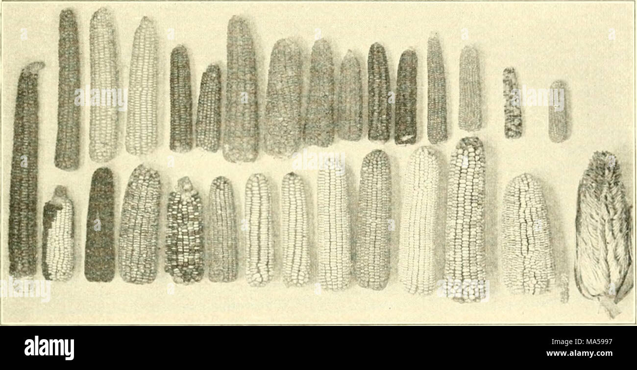 . Elements of Philippine agriculture Stock Photo - Alamy