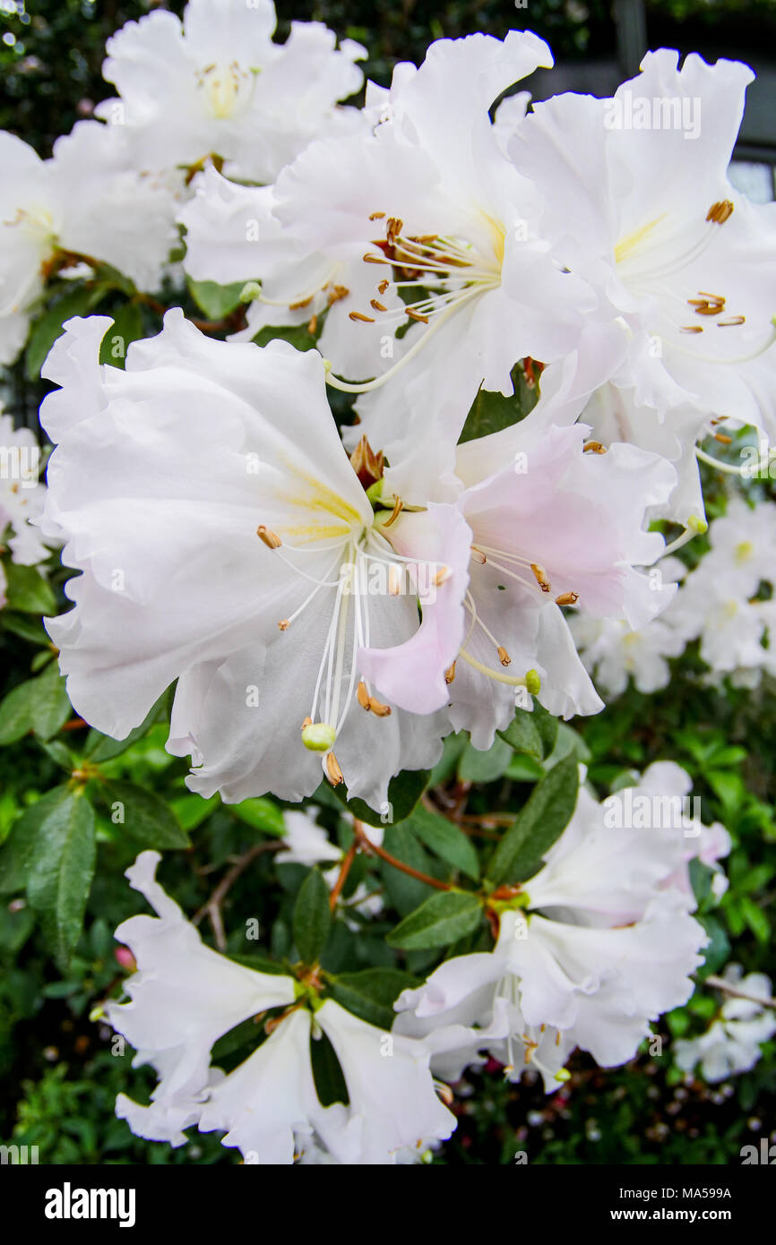 Tea plant flowers in a Greenhouse at Tete d'Or Park, Lyon, France Stock ...