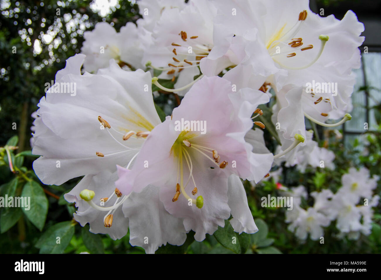 Tea plant flowers in a Greenhouse at Tete d'Or Park, Lyon, France Stock ...