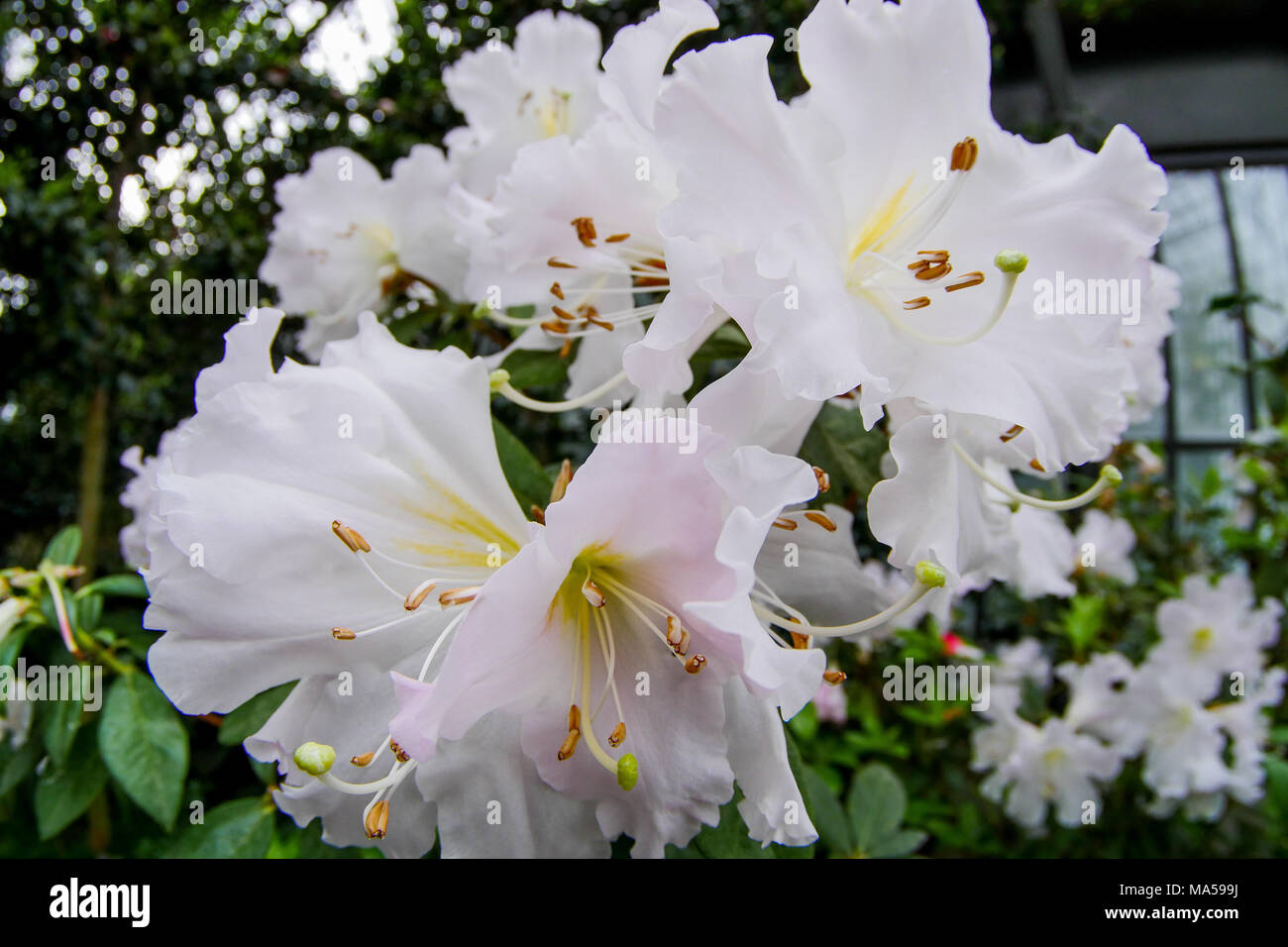 Tea plant flowers in a Greenhouse at Tete d'Or Park, Lyon, France Stock ...