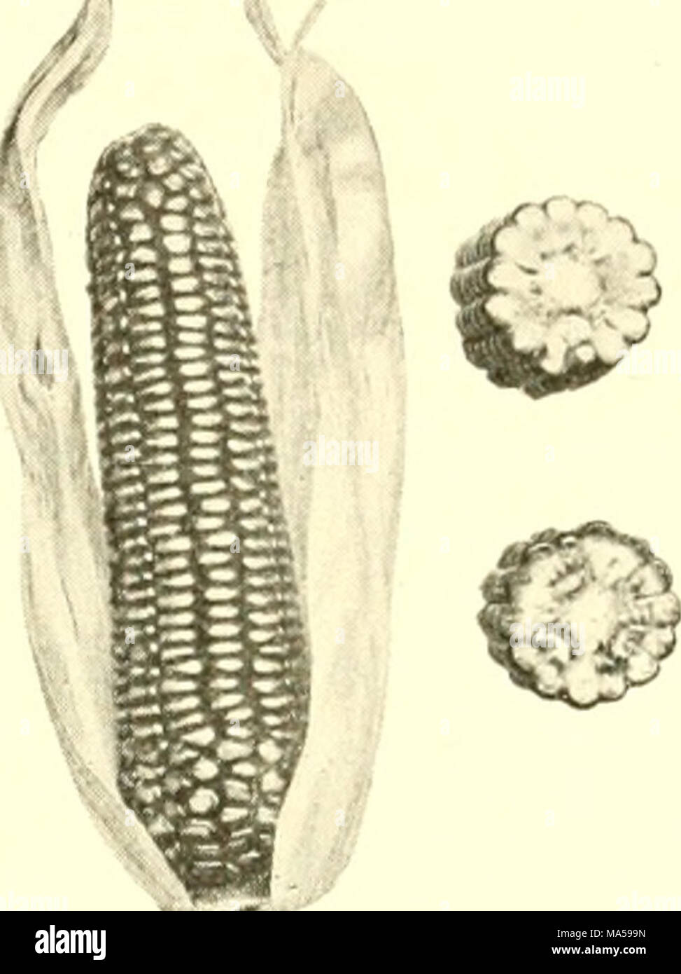 . Elements of Philippine agriculture Stock Photo - Alamy