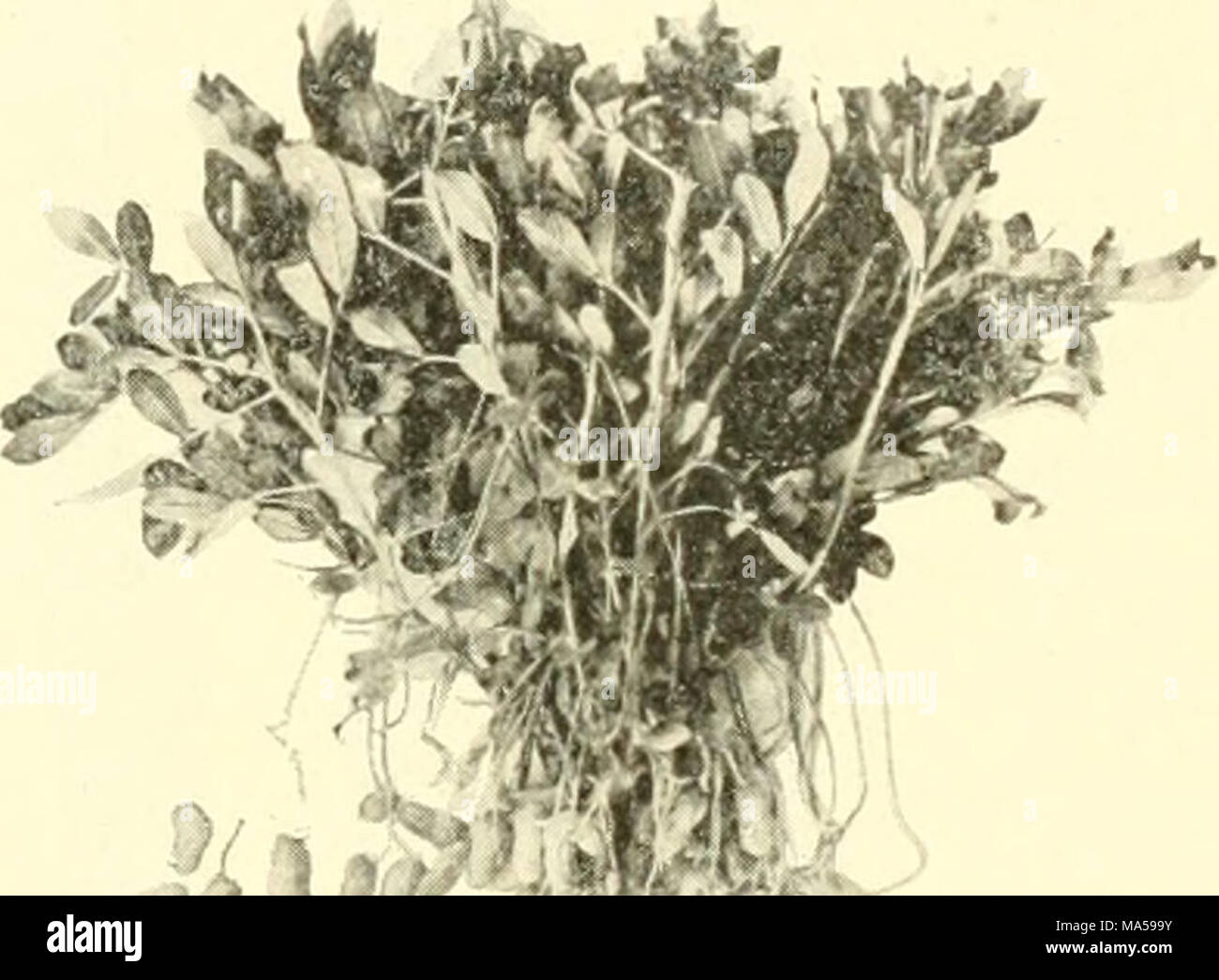 . Elements of Philippine agriculture Stock Photo - Alamy