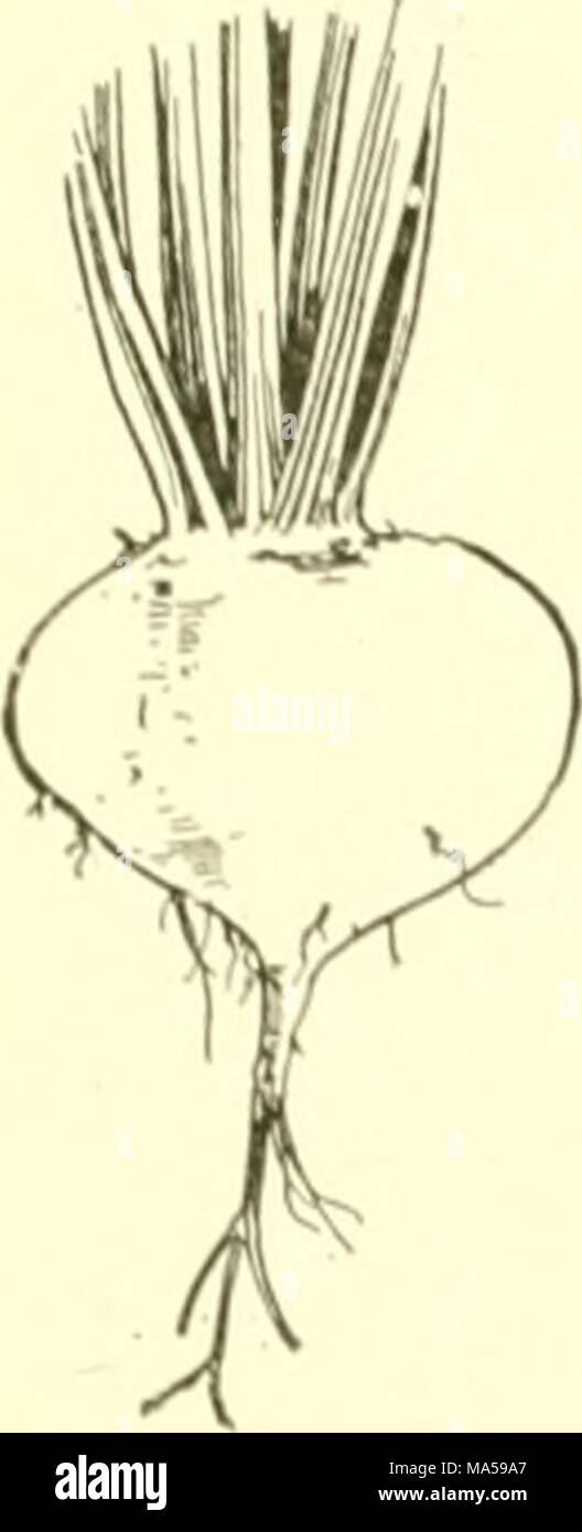 . Elements of Philippine agriculture Stock Photo - Alamy