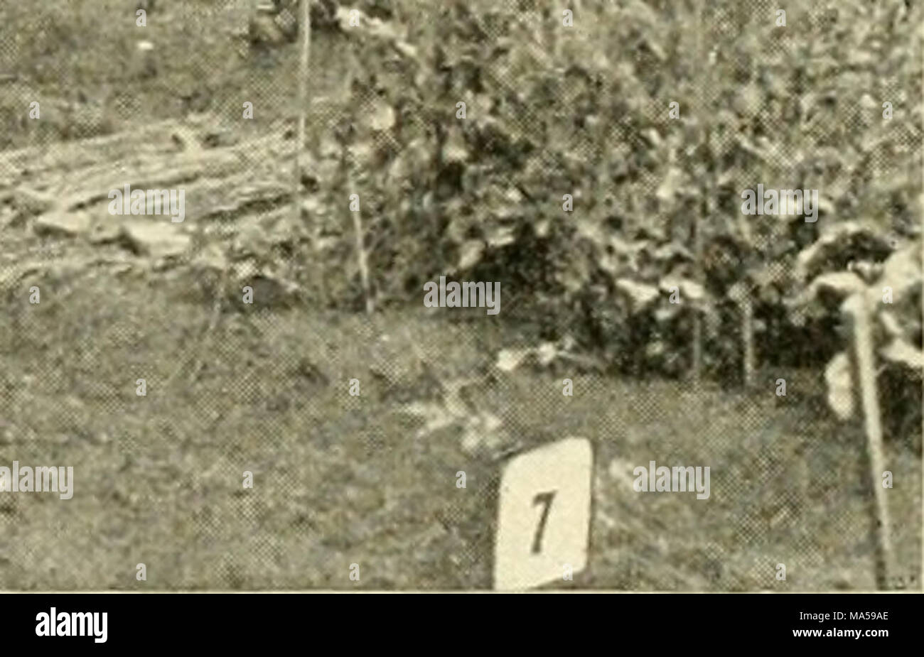 . Elements of Philippine agriculture Stock Photo - Alamy