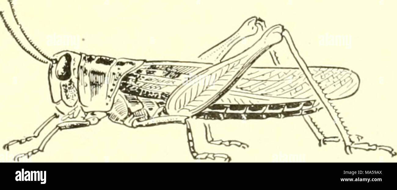 . Elements of Philippine agriculture Stock Photo - Alamy