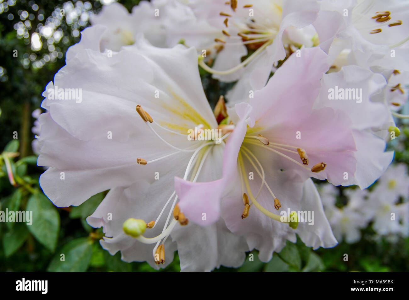 Tea plant flowers in a Greenhouse at Tete d'Or Park, Lyon, France Stock ...