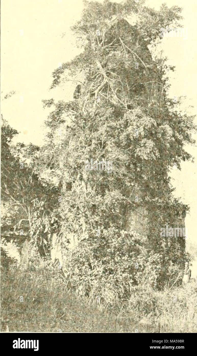 . Elements of Philippine agriculture Stock Photo - Alamy