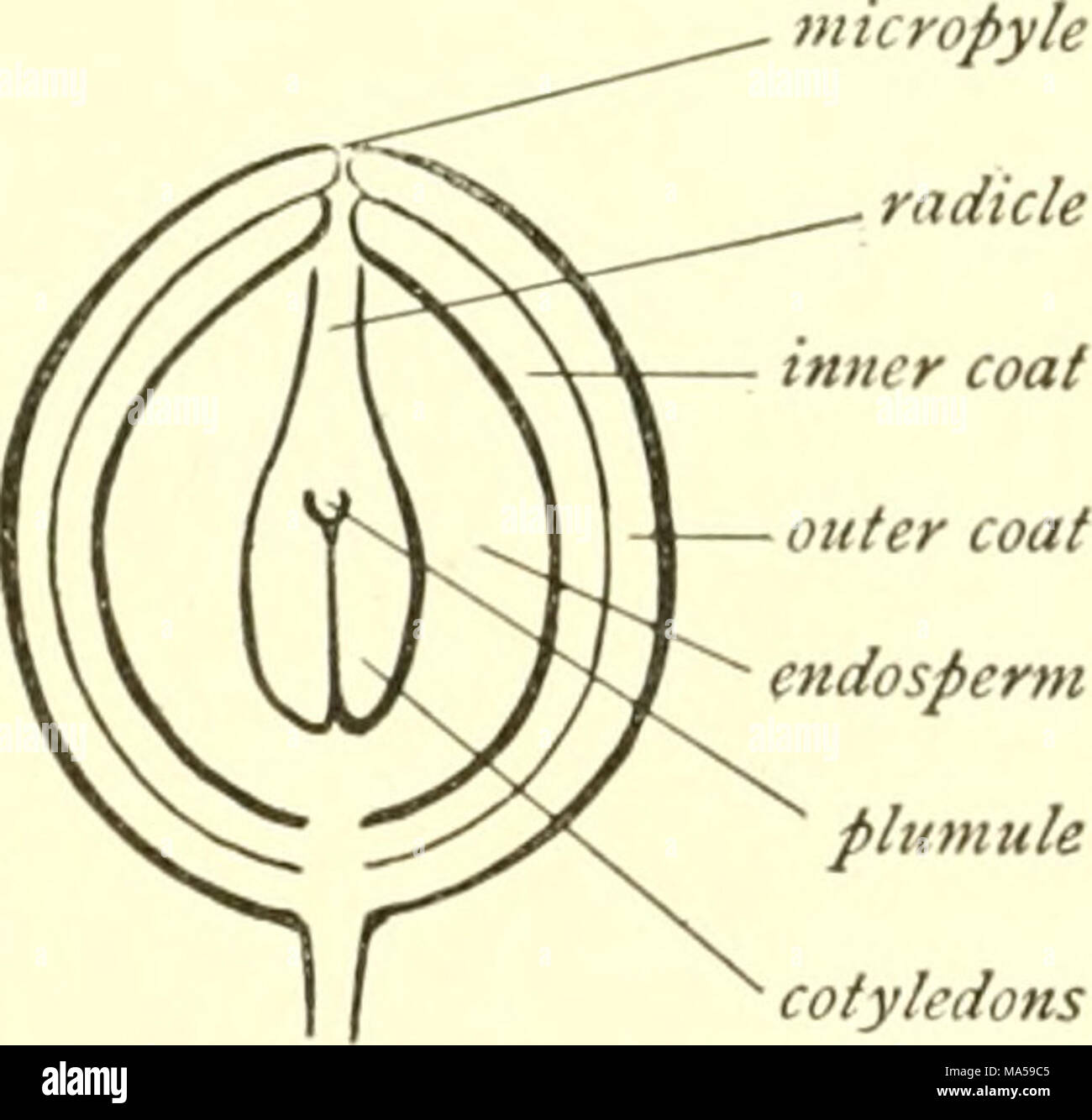 . Elements of Philippine agriculture Stock Photo - Alamy