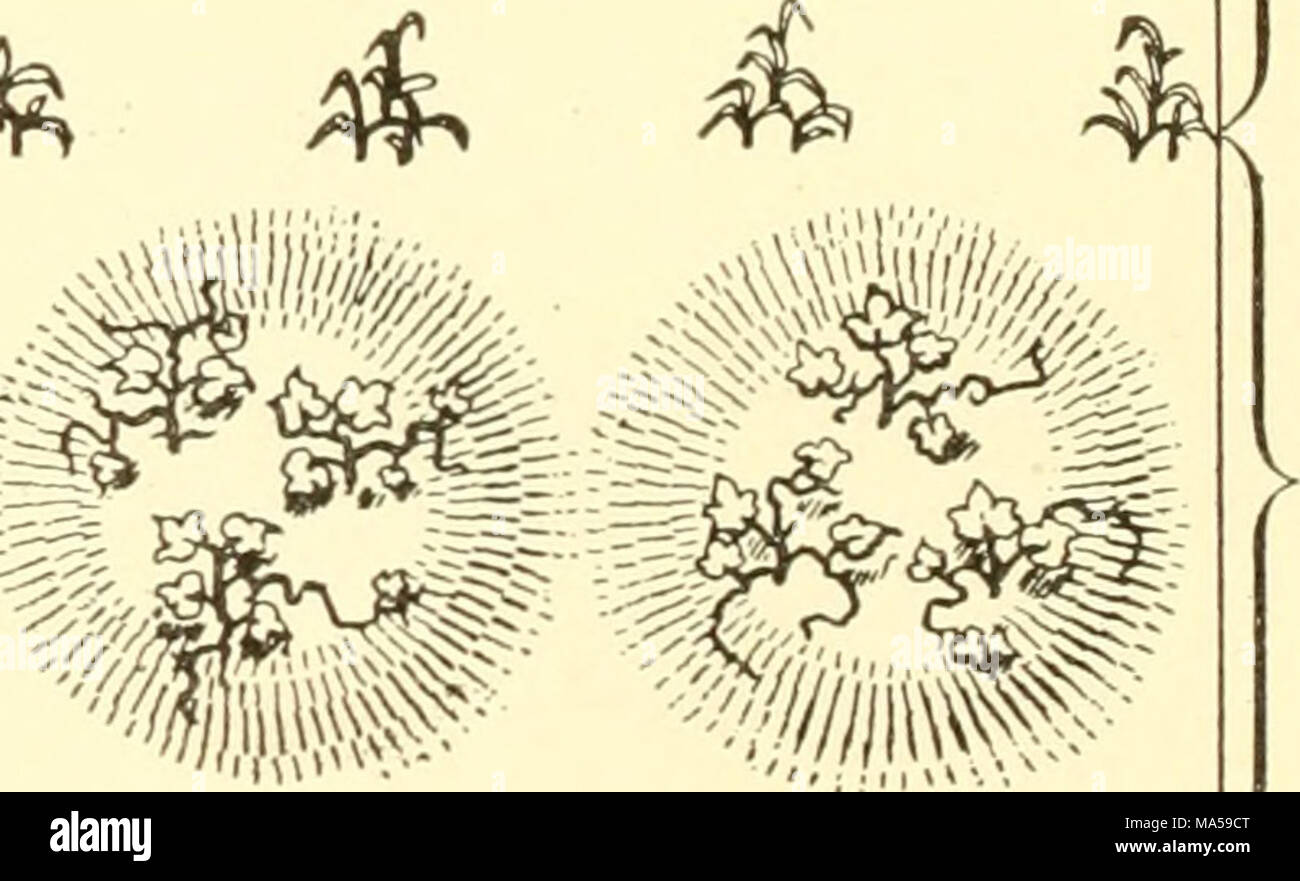 . Elements of Philippine agriculture Stock Photo - Alamy