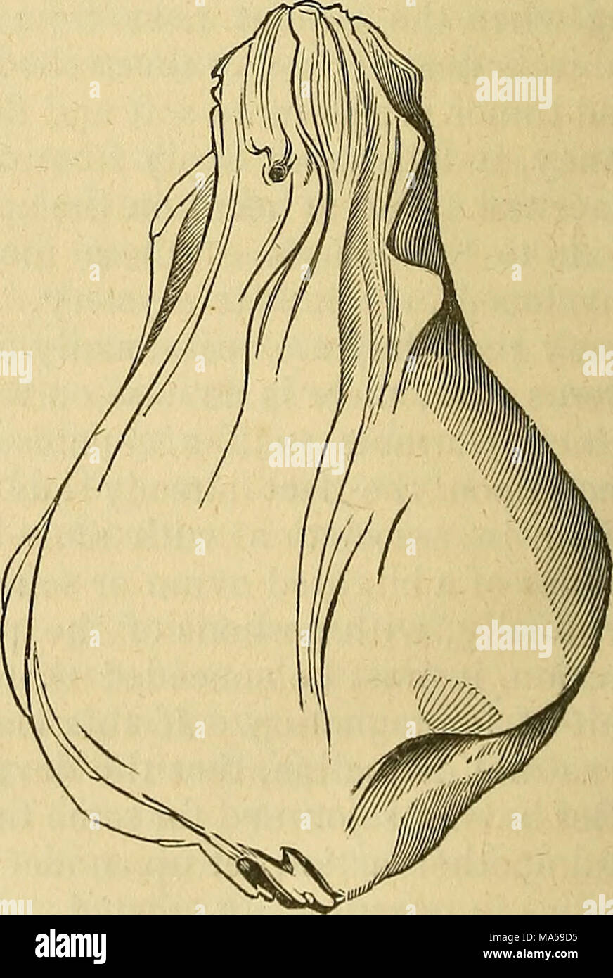 . Elements of pathological anatomy Stock Photo - Alamy