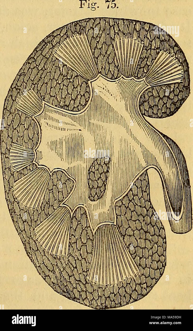 . Elements of pathological anatomy Stock Photo - Alamy