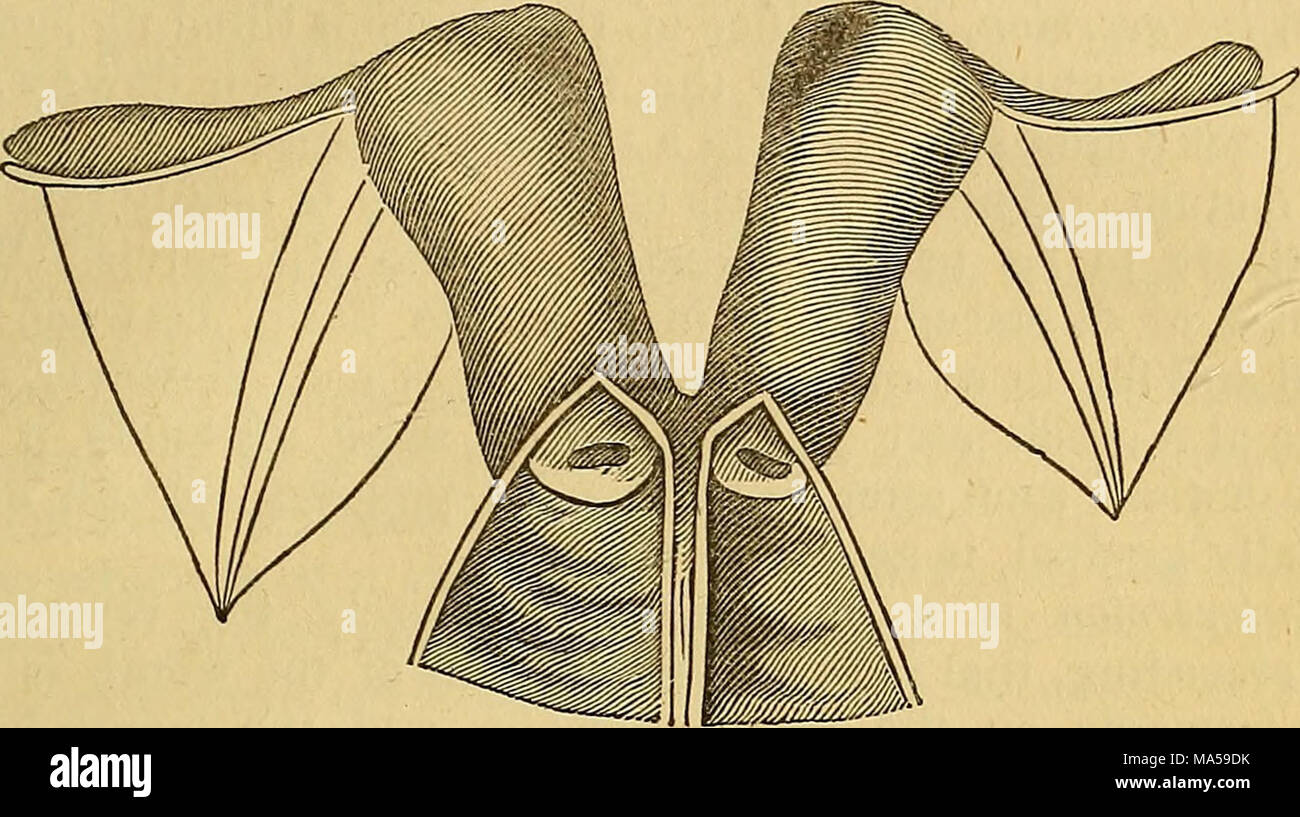 . Elements of pathological anatomy Stock Photo - Alamy