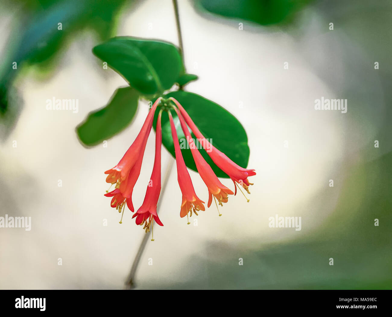 Trumpets red hi-res stock photography and images - Alamy