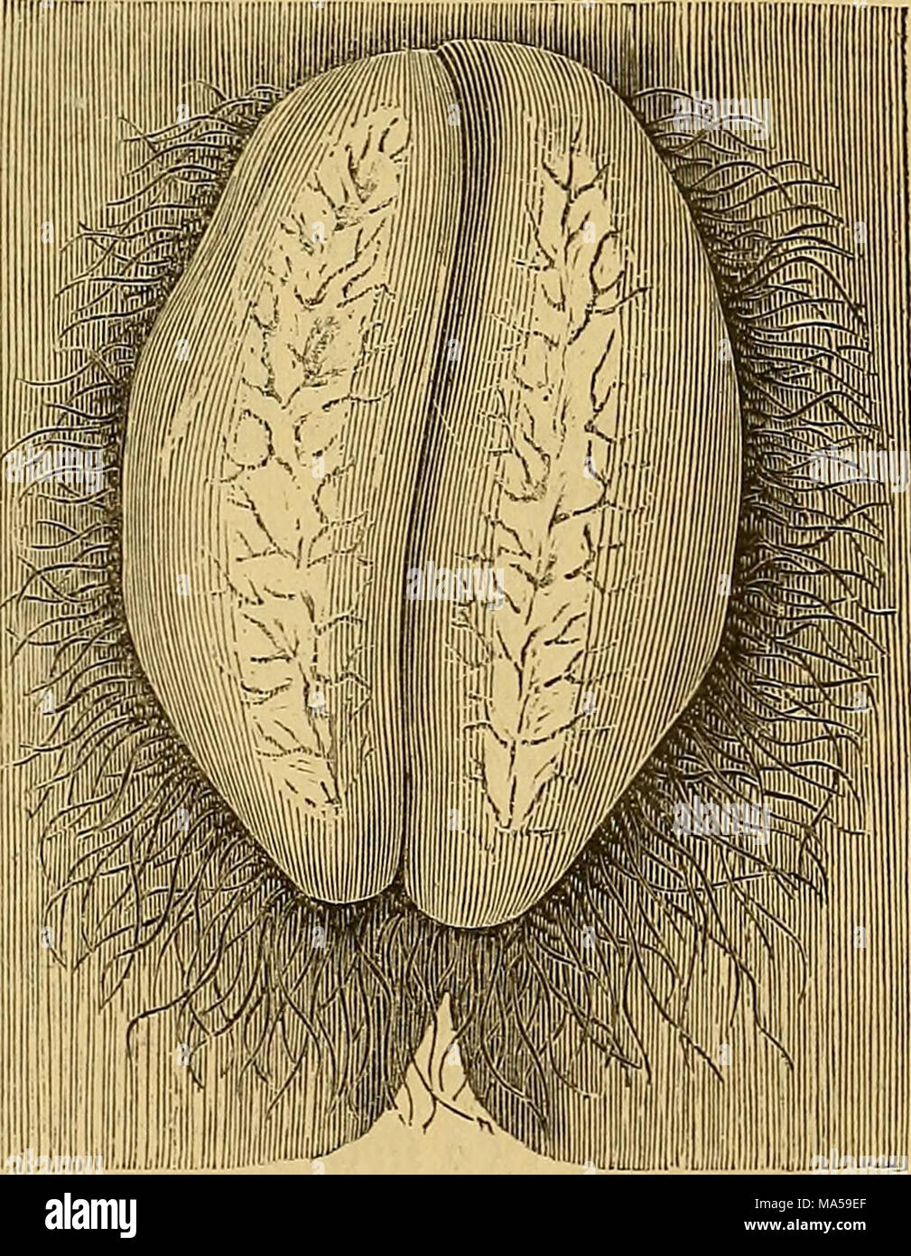 . Elements of pathological anatomy Stock Photo - Alamy