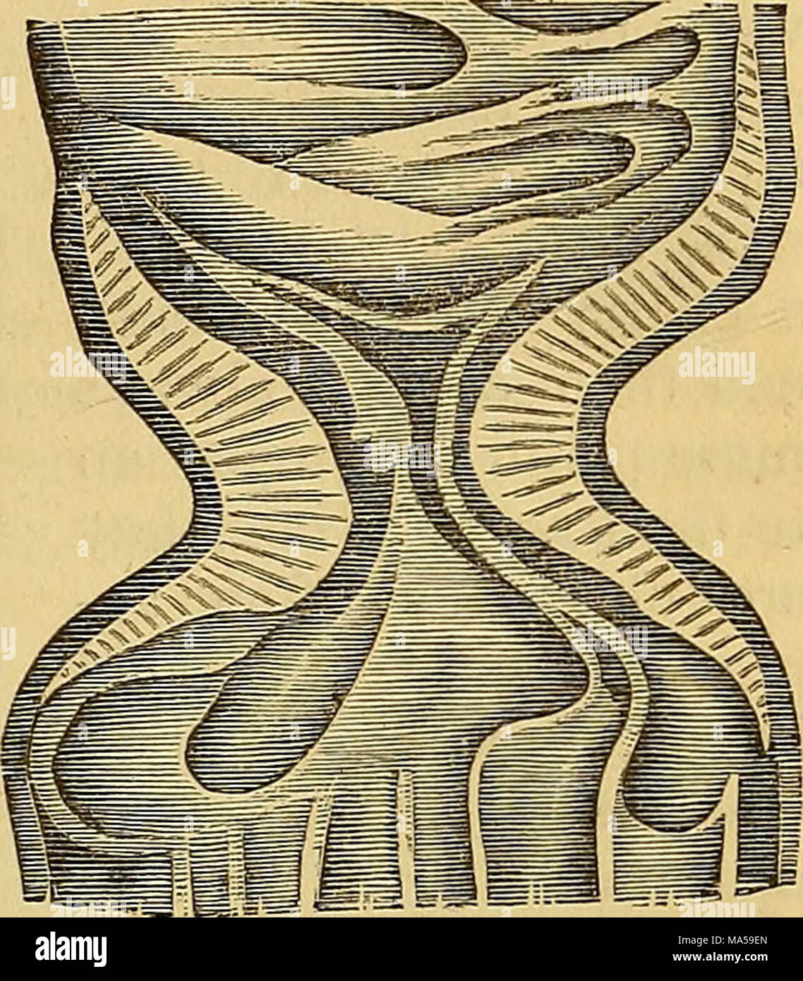 . Elements of pathological anatomy Stock Photo - Alamy