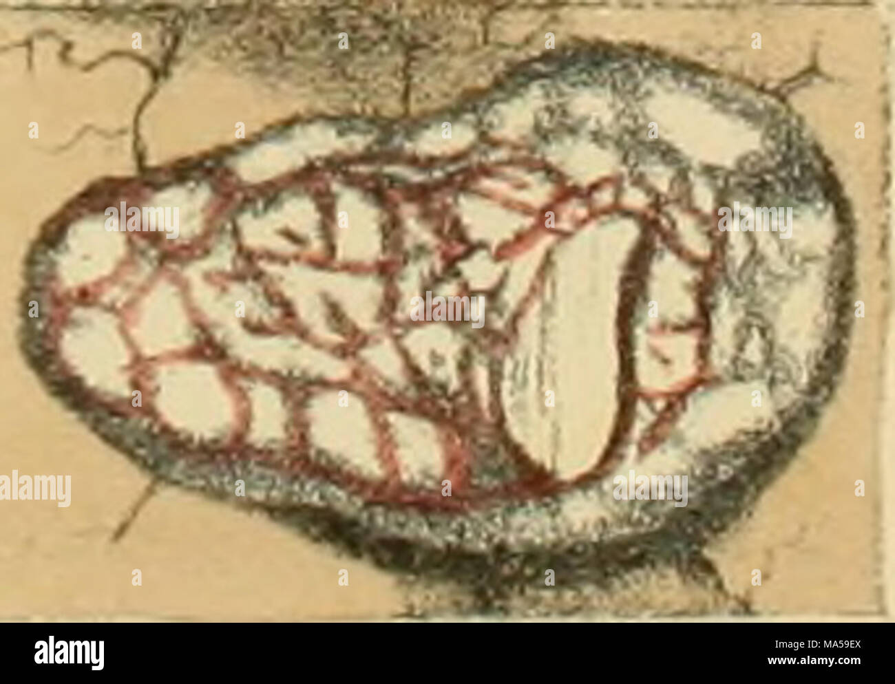. Elements of pathological anatomy Stock Photo - Alamy