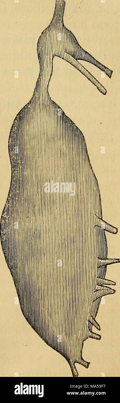 . Elements of pathological anatomy Stock Photo - Alamy