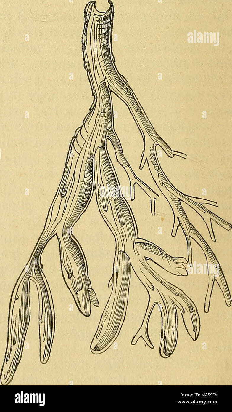 . Elements of pathological anatomy Stock Photo - Alamy
