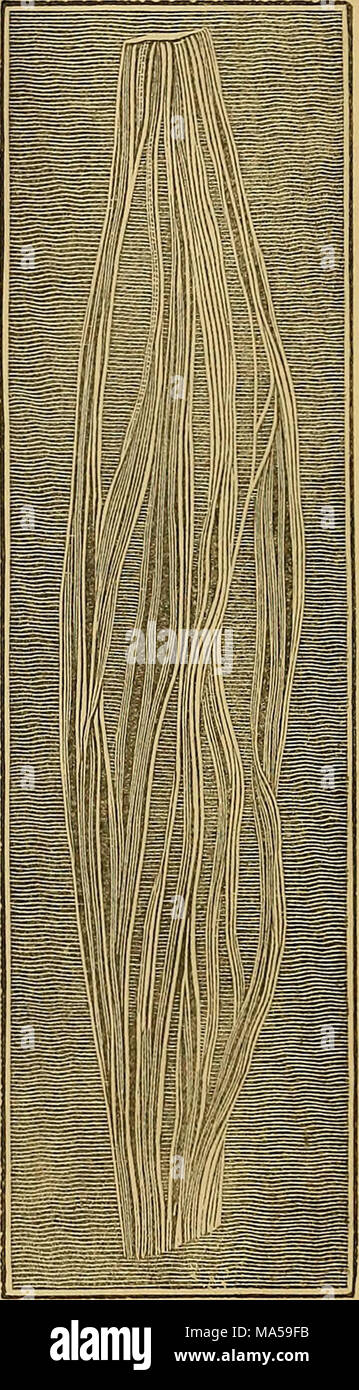 . Elements of pathological anatomy Stock Photo - Alamy