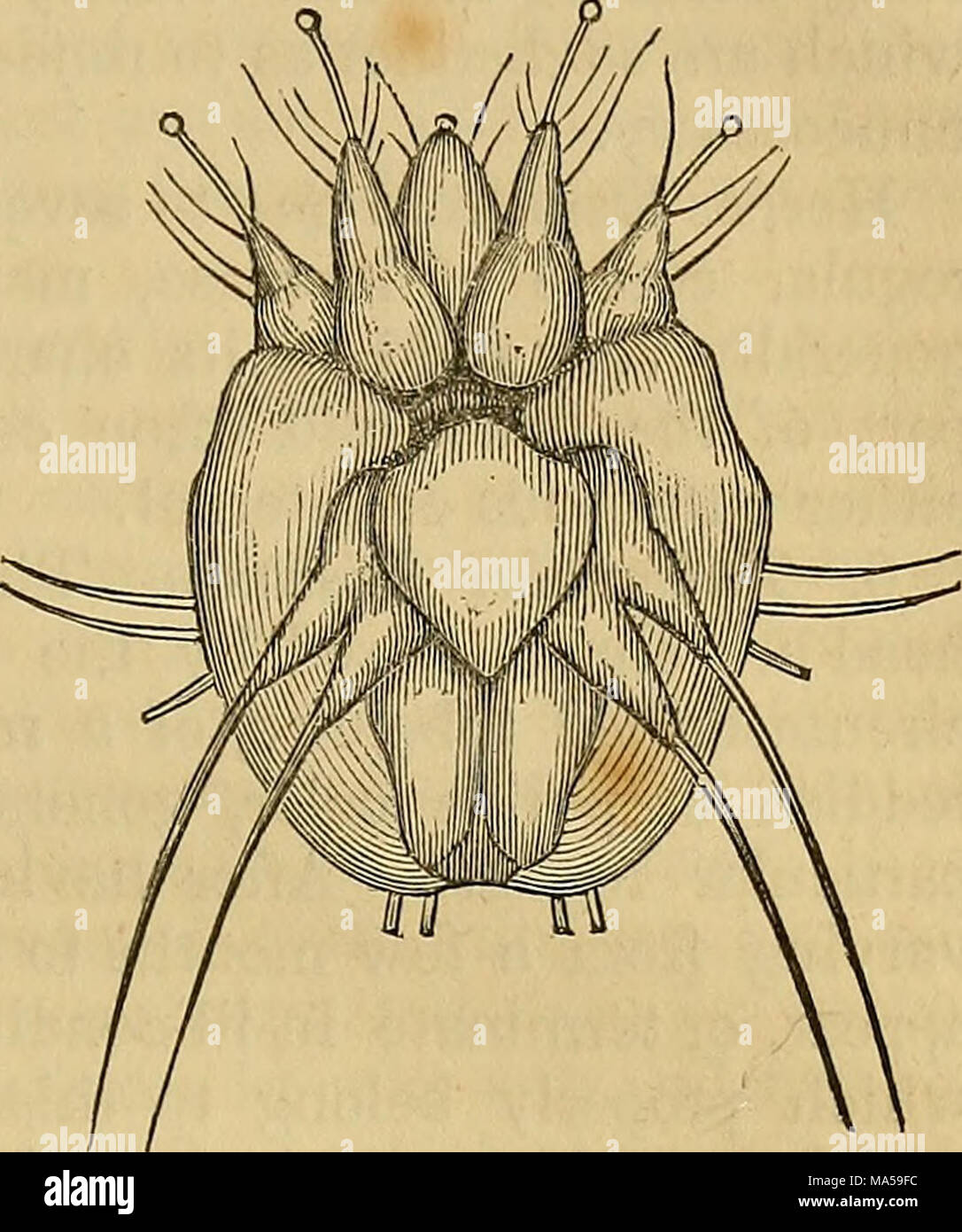 . Elements of pathological anatomy Stock Photo - Alamy