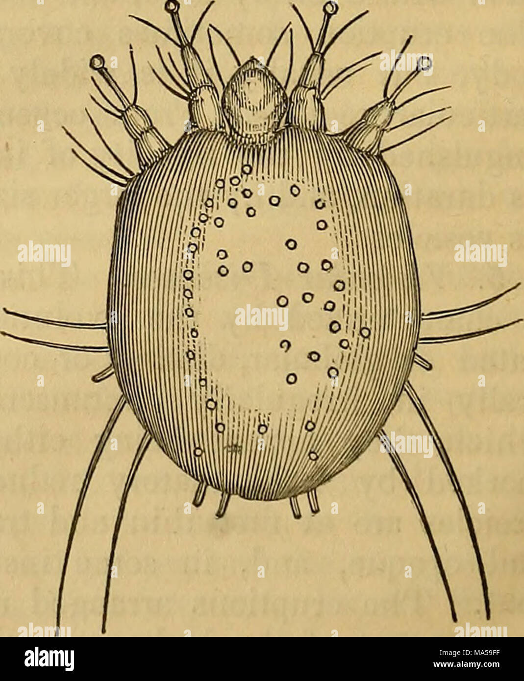. Elements of pathological anatomy Stock Photo - Alamy