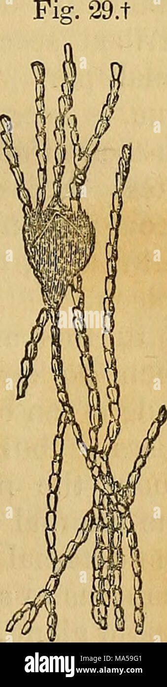 . Elements of pathological anatomy Stock Photo - Alamy