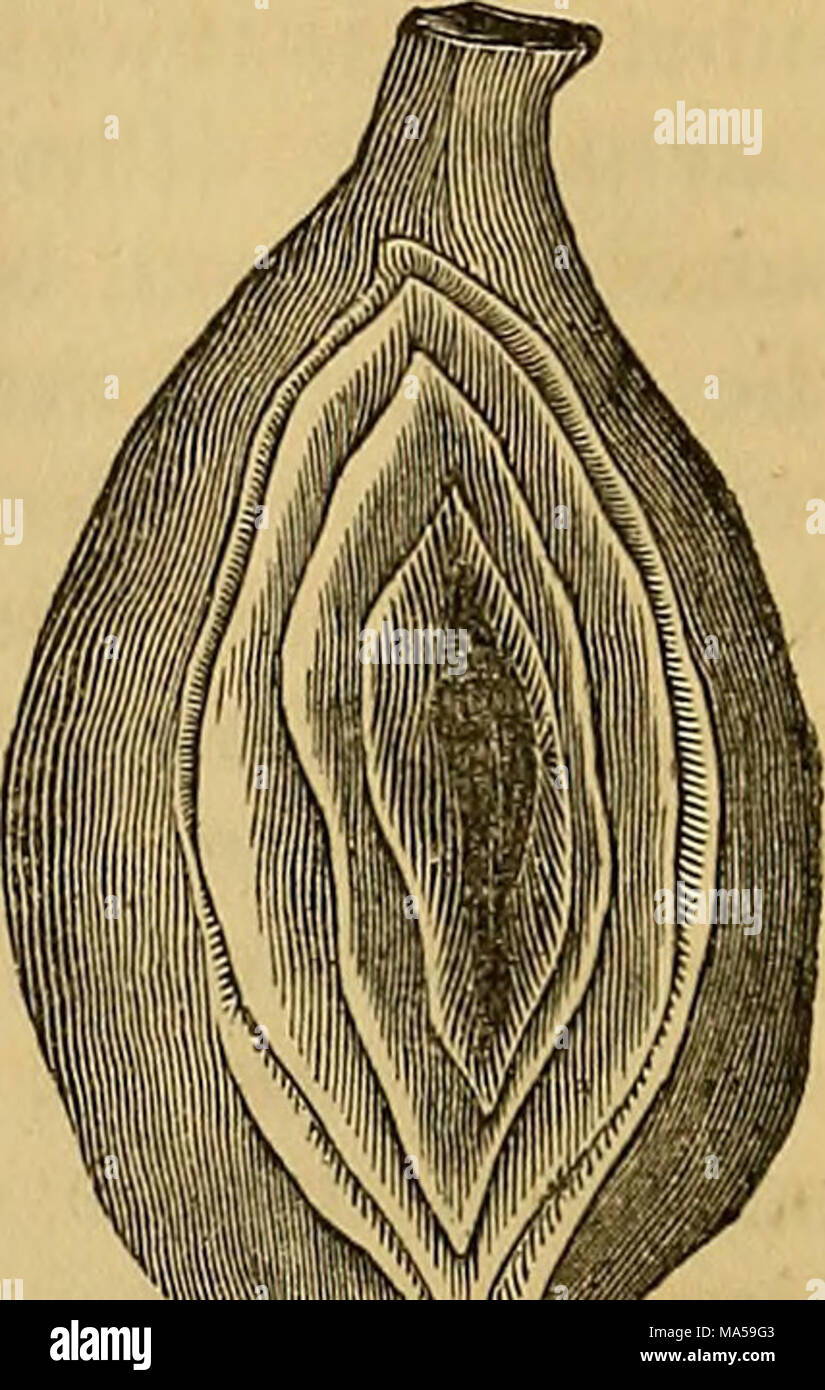 . Elements of pathological anatomy Stock Photo - Alamy