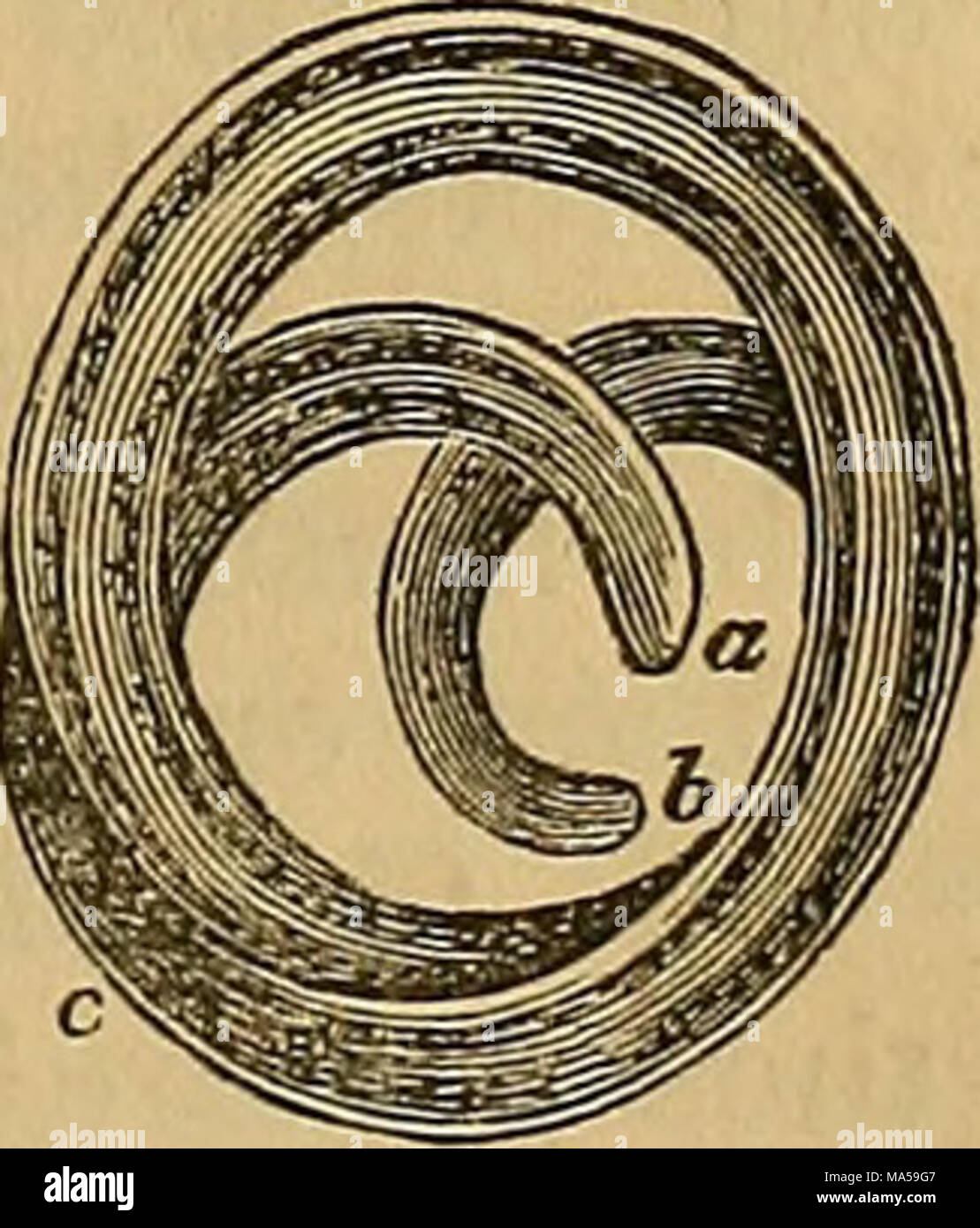 . Elements of pathological anatomy Stock Photo - Alamy
