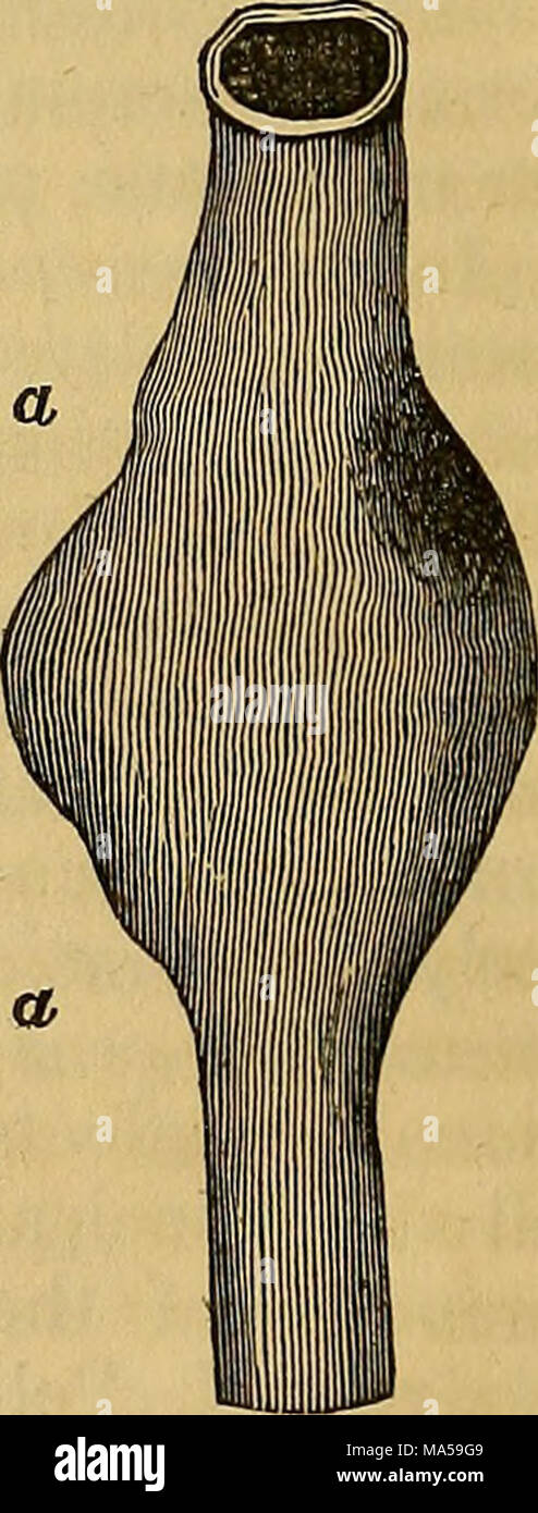 . Elements of pathological anatomy Stock Photo - Alamy