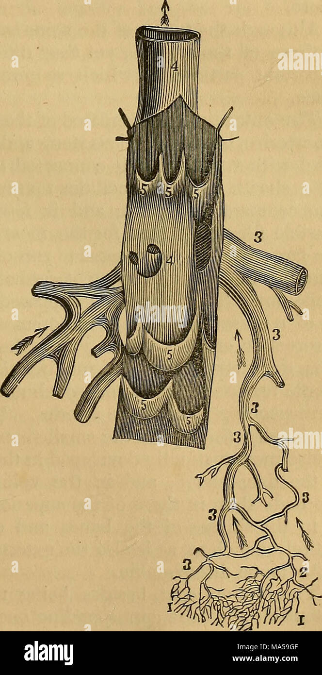 . Elements of pathological anatomy Stock Photo - Alamy