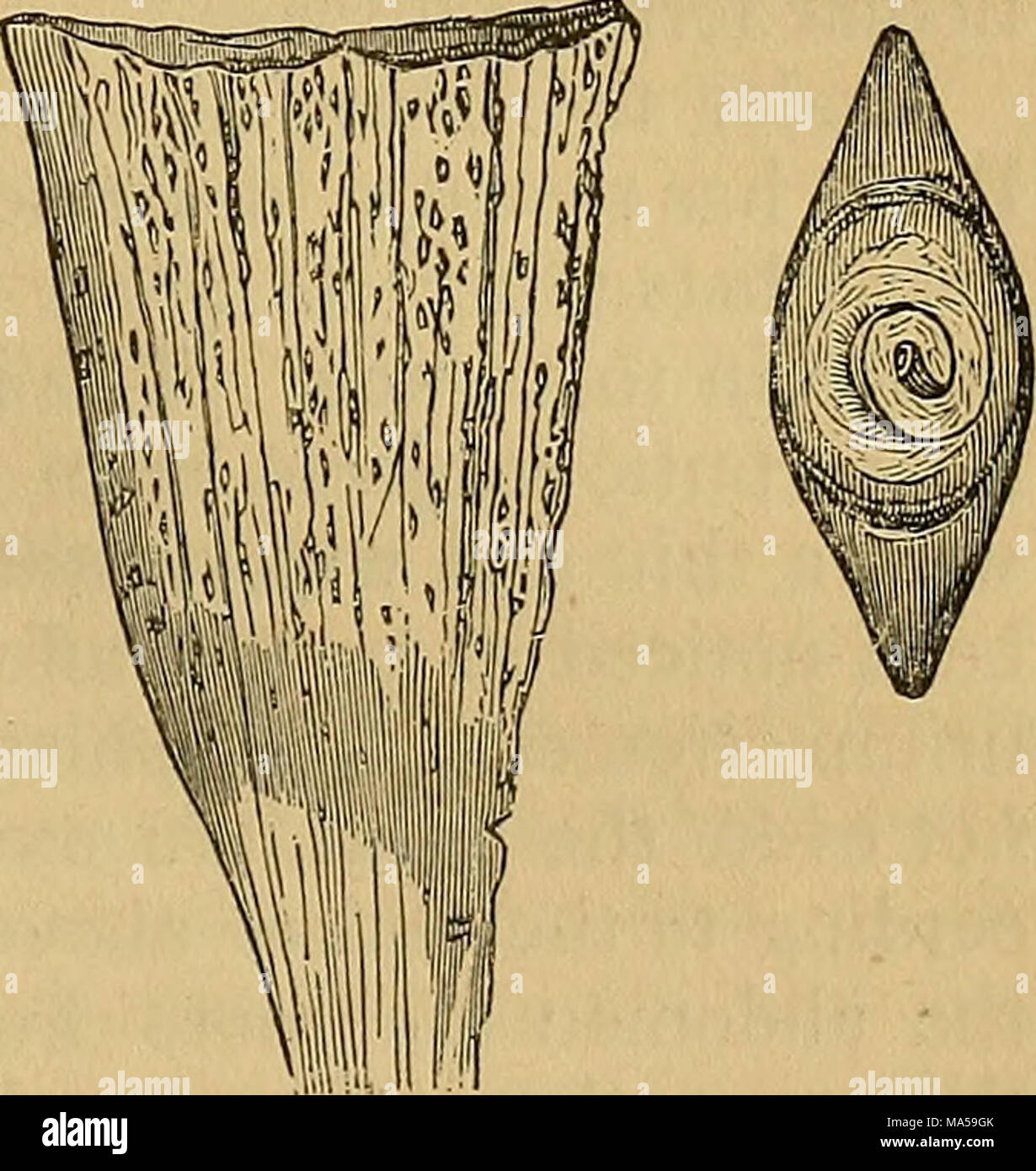 . Elements of pathological anatomy Stock Photo - Alamy